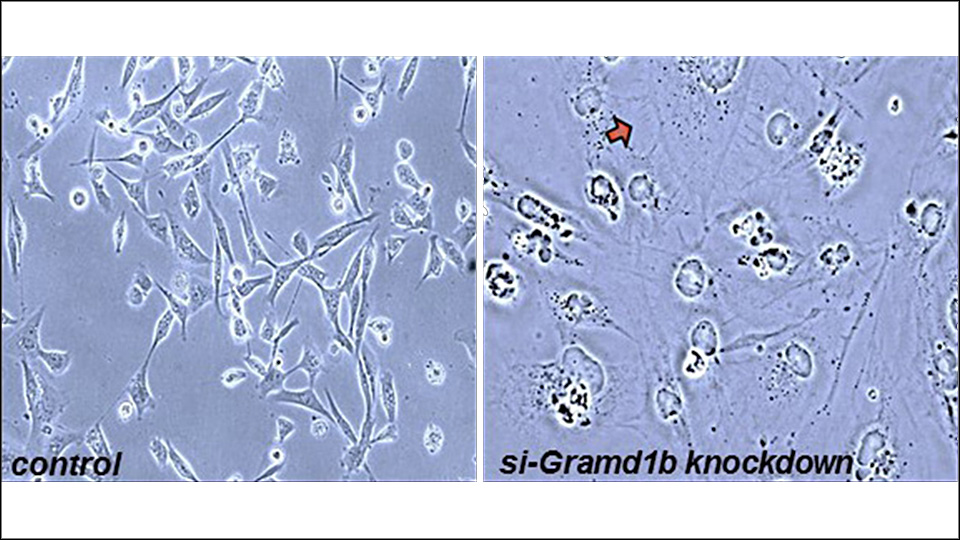 Department of Anatomy, NUS