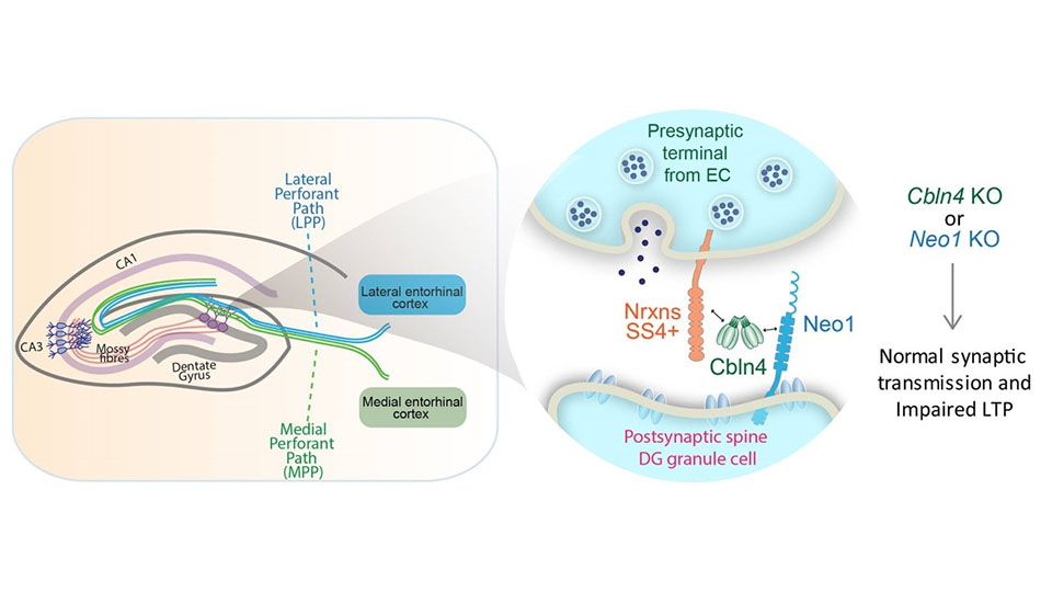 Department of Anatomy, NUS