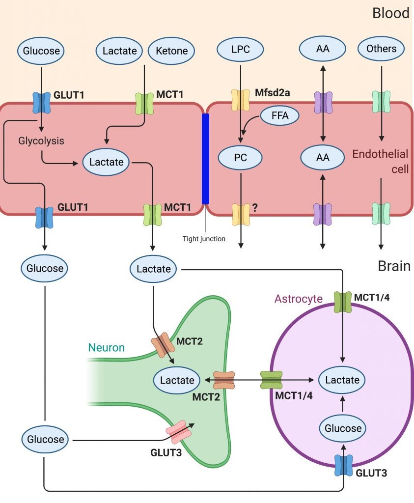 Research - Department of Biochemistry – School of Medicine, National ...