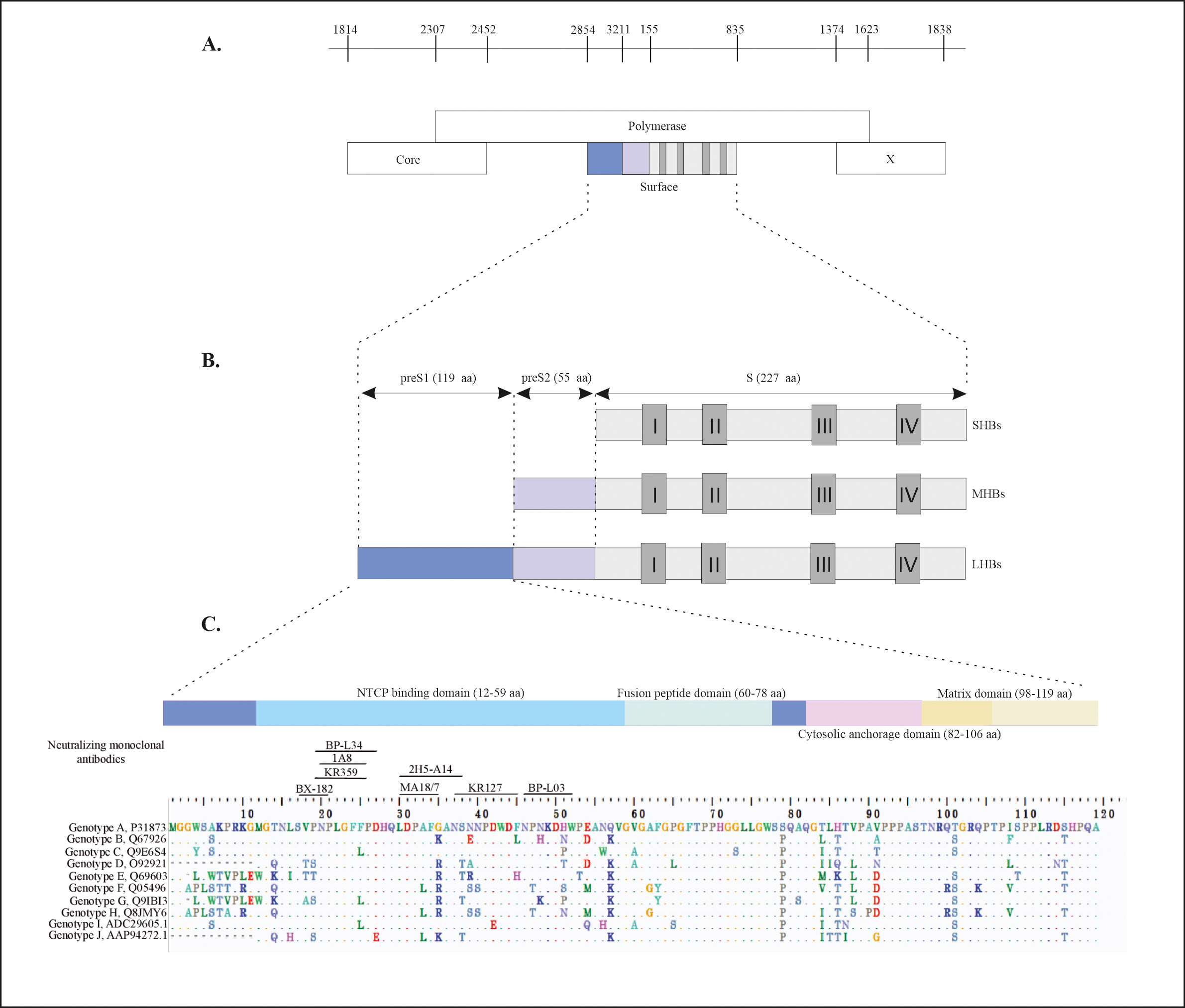 Under the Microscope | Department of Microbiology and Immunology
