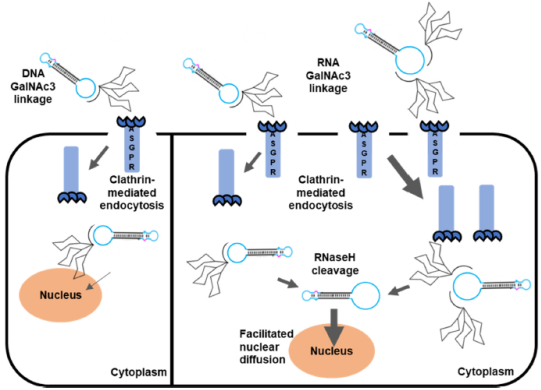 Under the Microscope | Department of Microbiology and Immunology