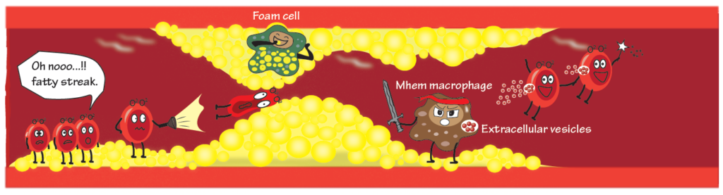 Endocytosis of red blood cell extracellular vesicles by macrophages ...