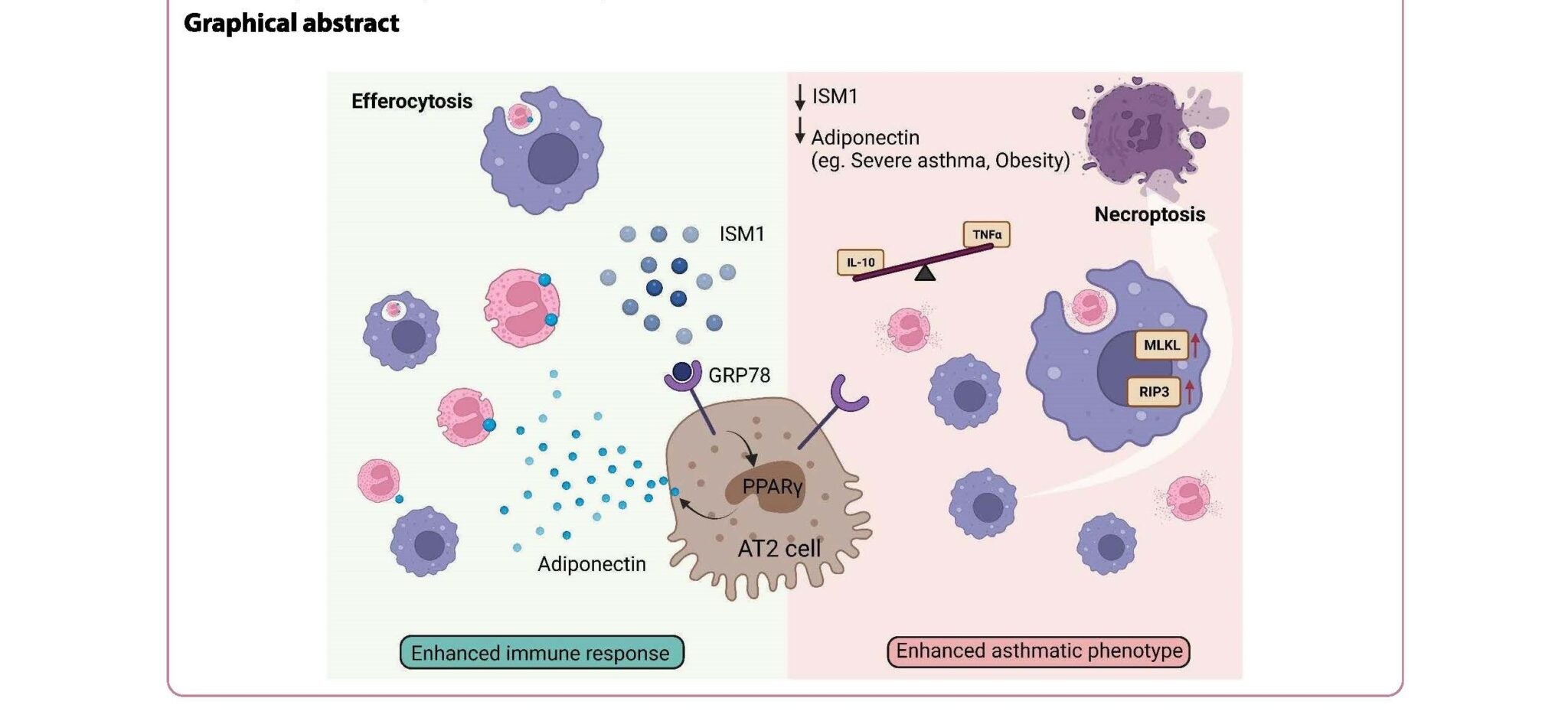 Isthmin-1 attenuates allergic Asthma by stimulating adiponectin ...