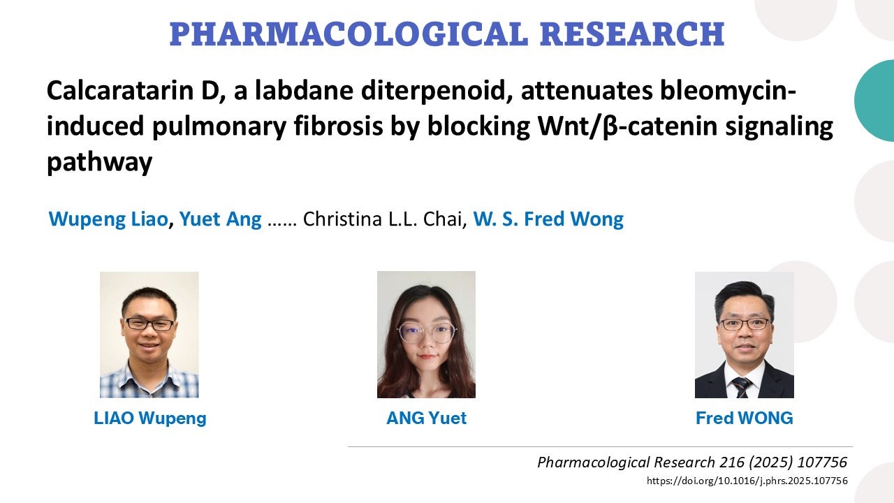 Calcaratarin D, a labdane diterpenoid, attenuates bleomycin-induced ...