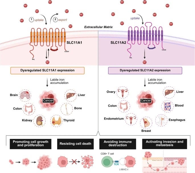 The solute carrier family 11 transporters: a bridge between iron ...