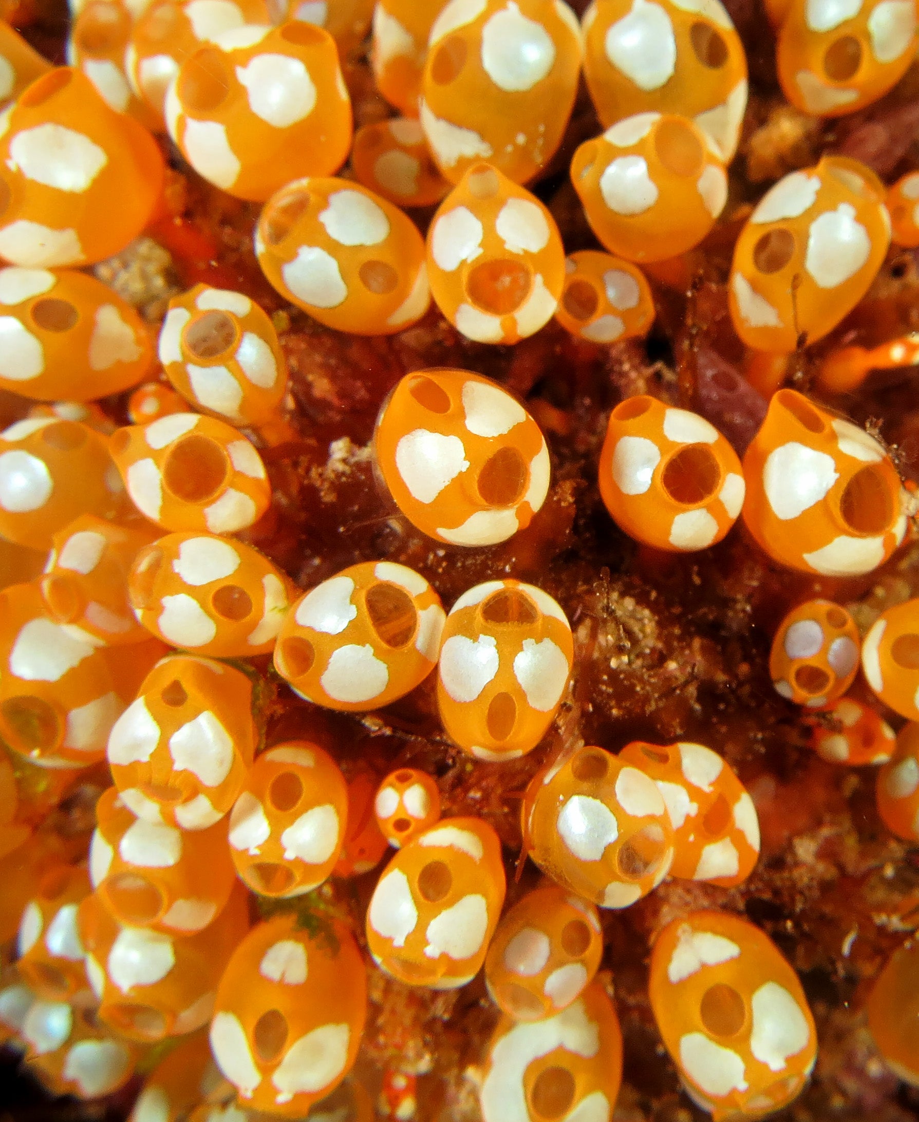 Gallery - NUS Pathology