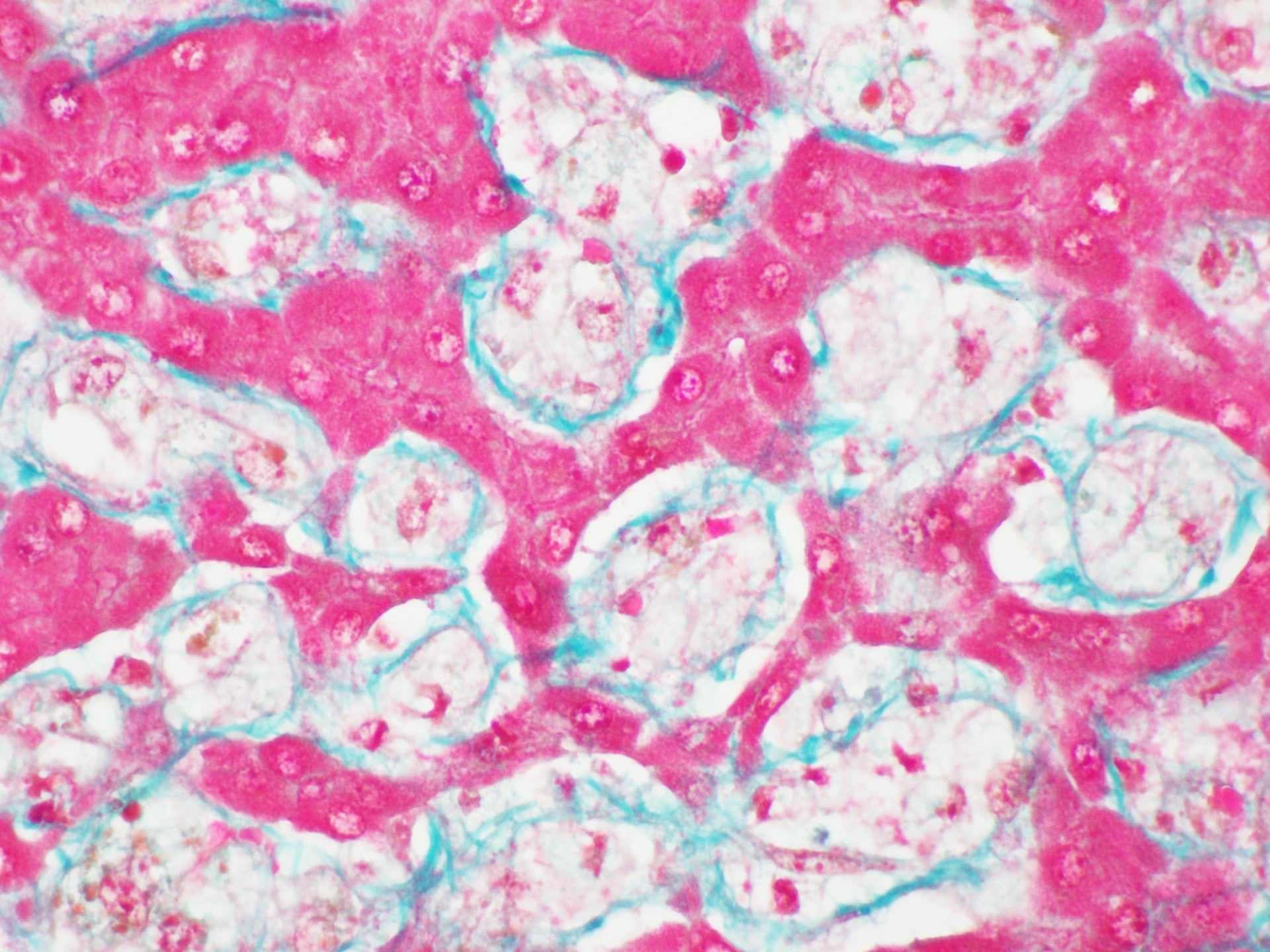 Gallery - NUS Pathology