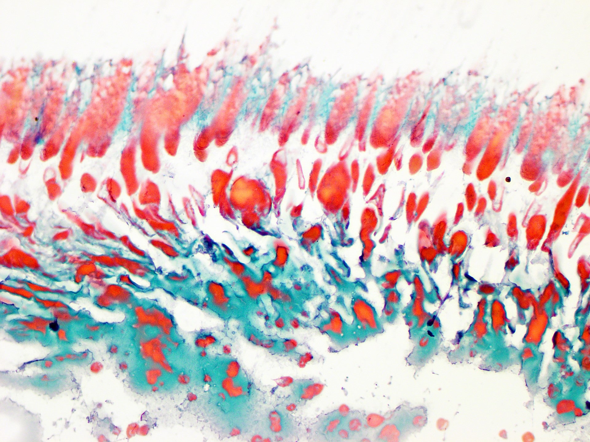 Gallery - NUS Pathology