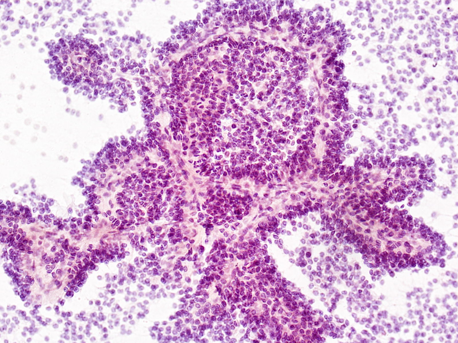 Gallery - NUS Pathology