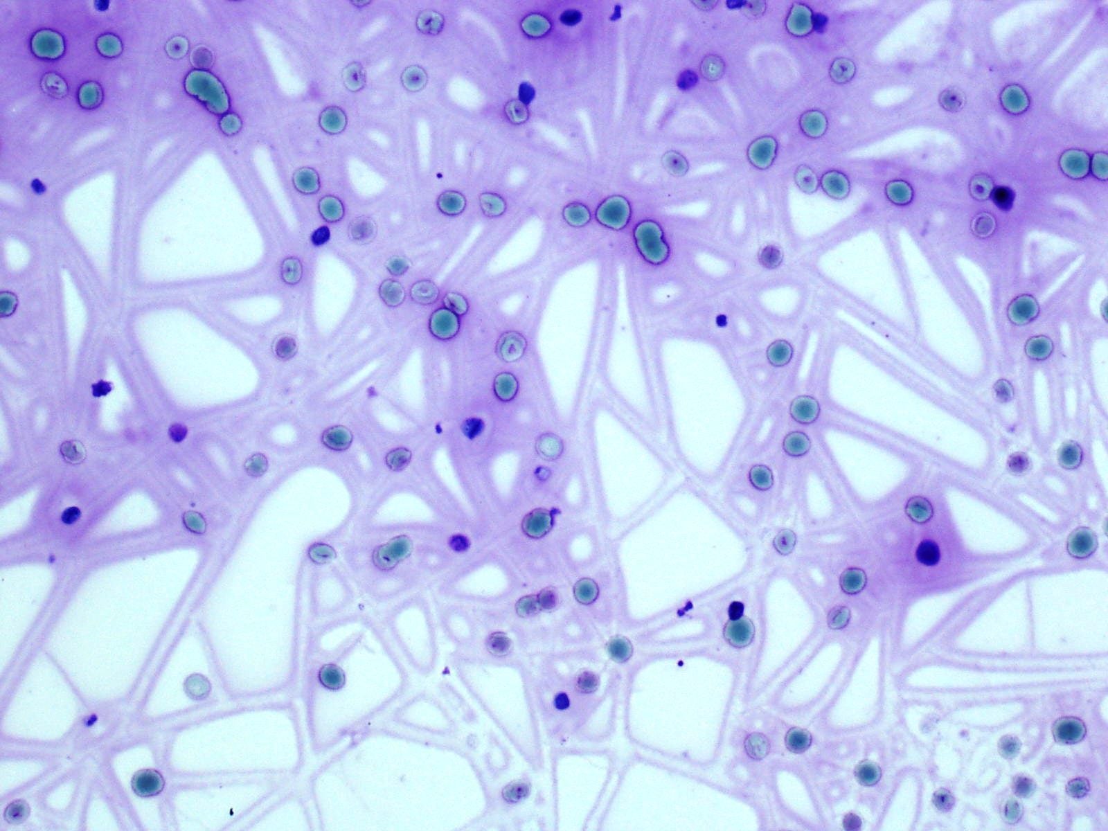 Gallery - NUS Pathology