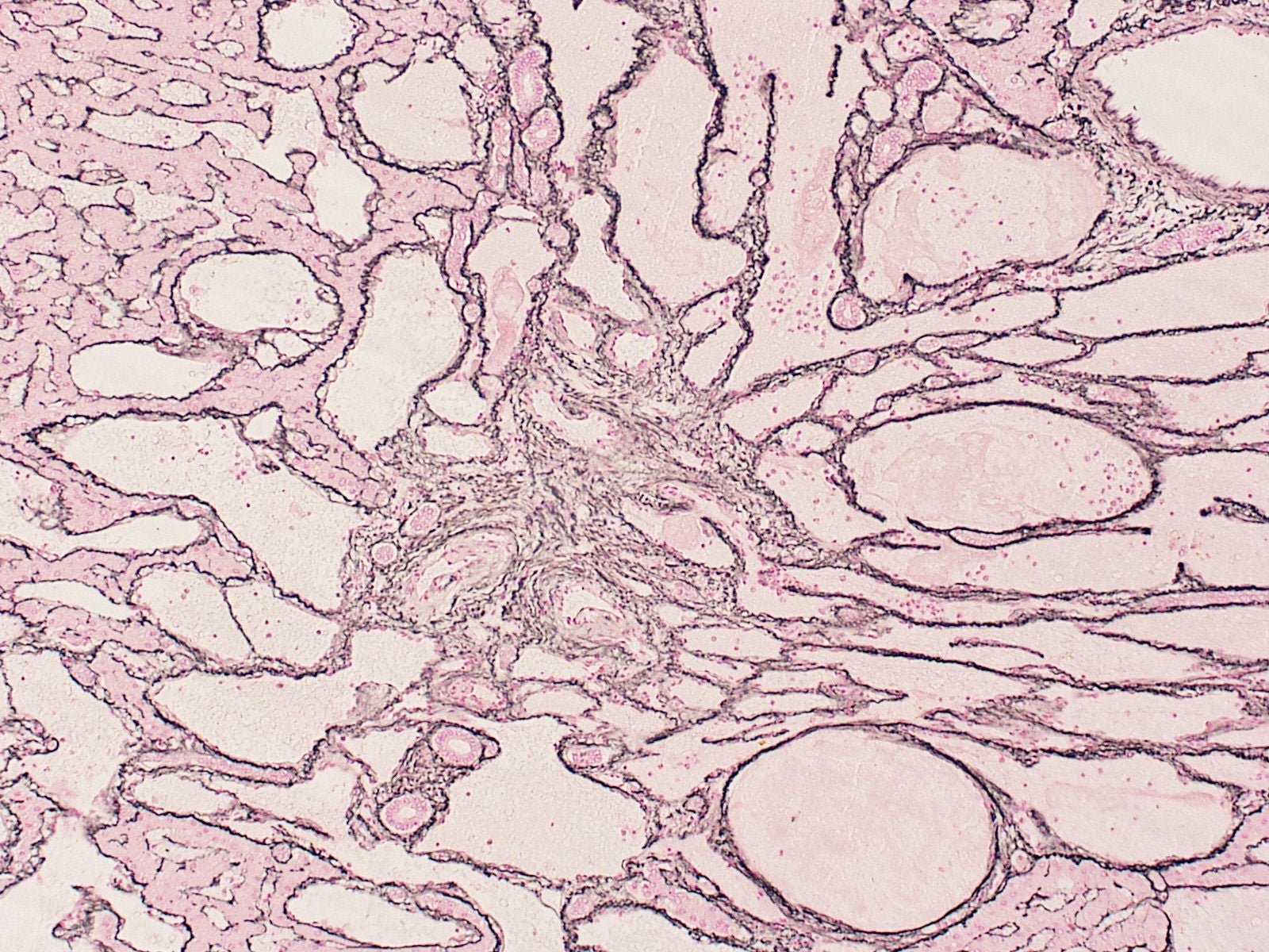 Gallery - NUS Pathology