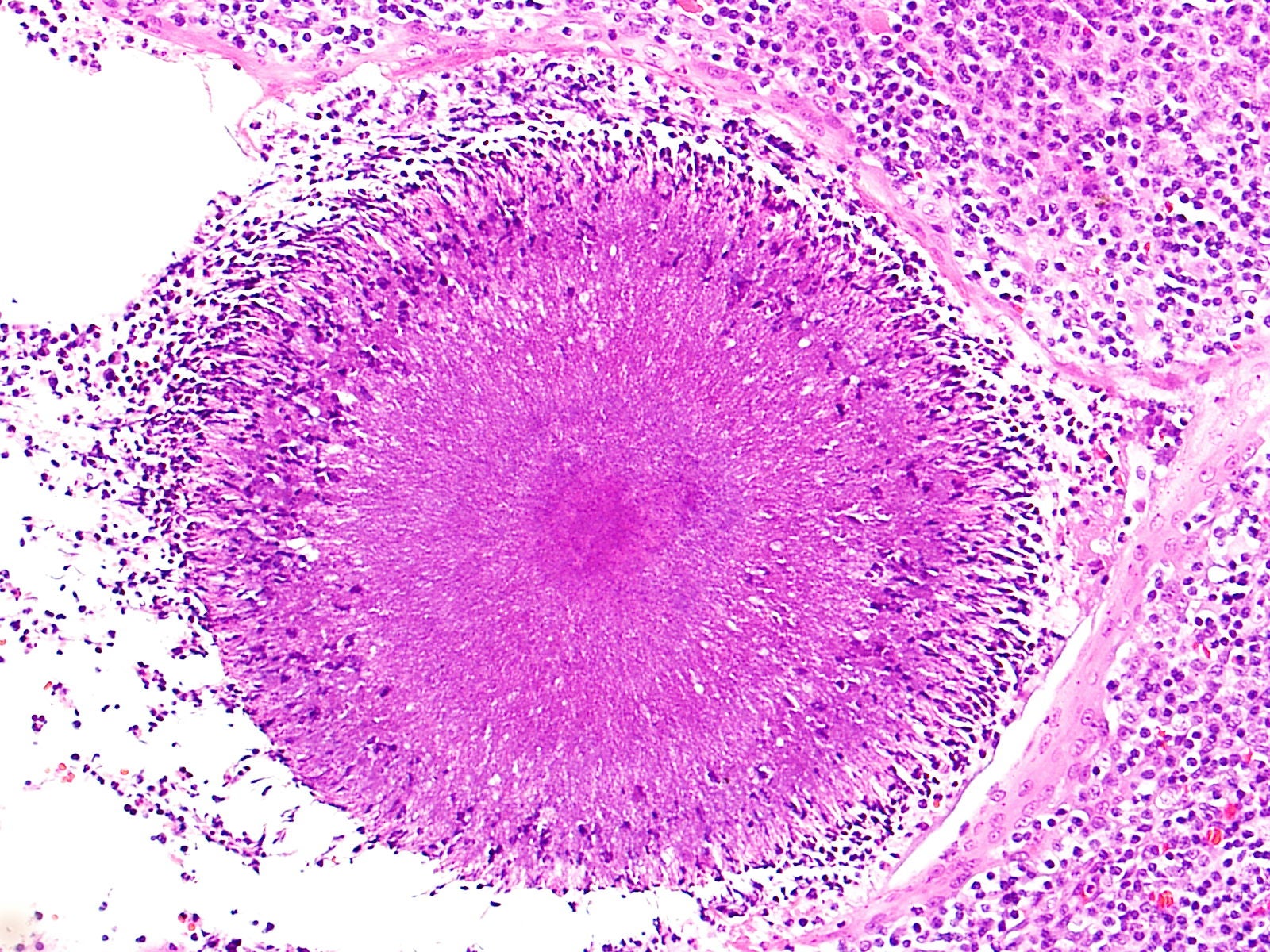 Gallery - NUS Pathology