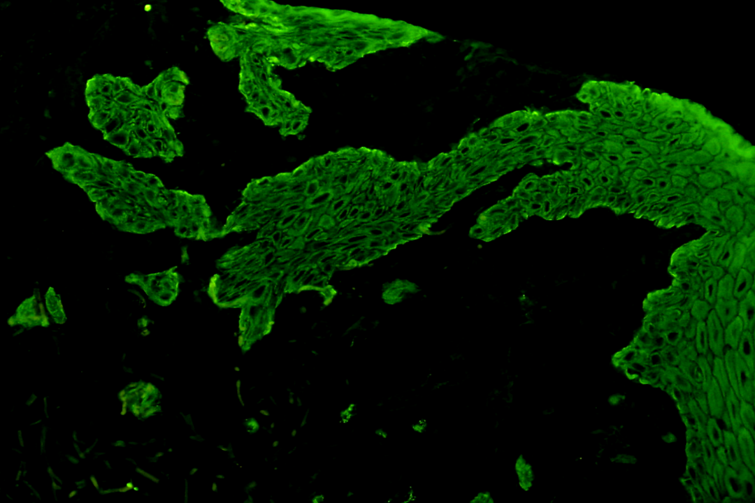 Gallery - NUS Pathology