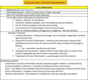 III. What are the types of inflammation? – NUS Pathweb :: NUS Pathweb