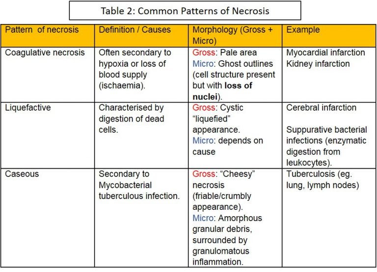 II. Cell Injury and Death – NUS Pathweb :: NUS Pathweb