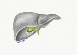 Hepatobiliary System – NUS Pathweb :: NUS Pathweb