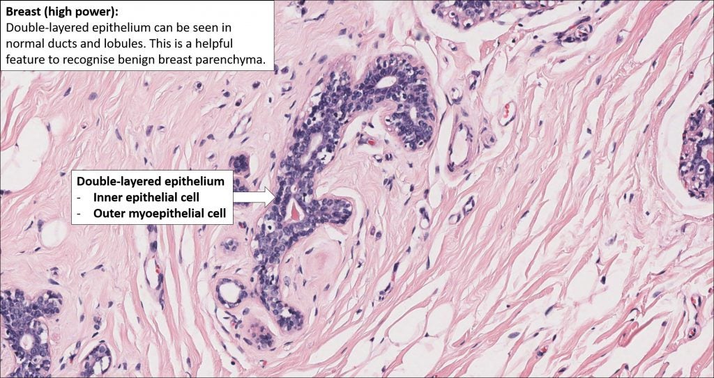 Breast – Normal Histology – NUS Pathweb :: NUS Pathweb