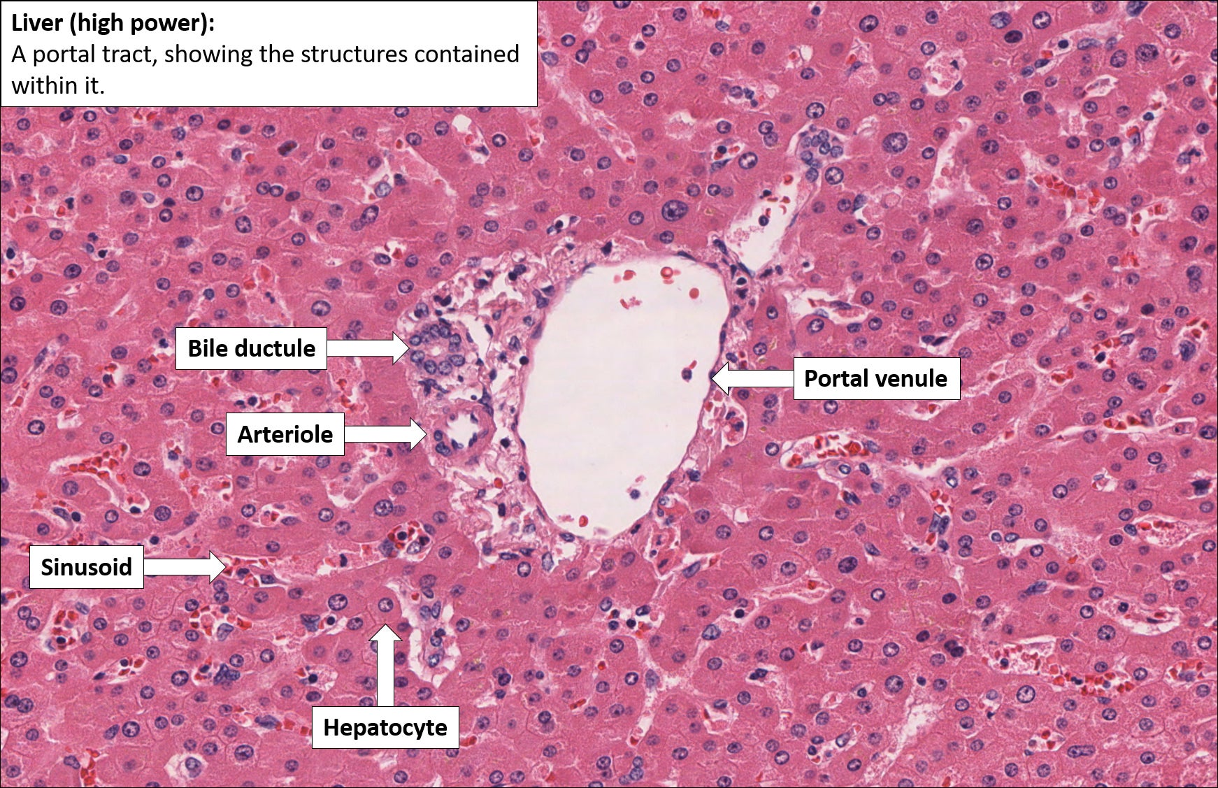 Liver Normal Histology NUS Pathweb NUS Pathweb Liver Normal Histology NUS Pathweb NUS Pathweb