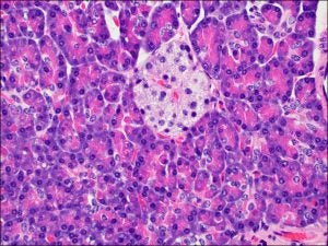 Pancreas – Normal Histology – NUS Pathweb :: NUS Pathweb
