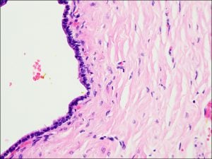 Pancreas – Normal Histology – NUS Pathweb :: NUS Pathweb