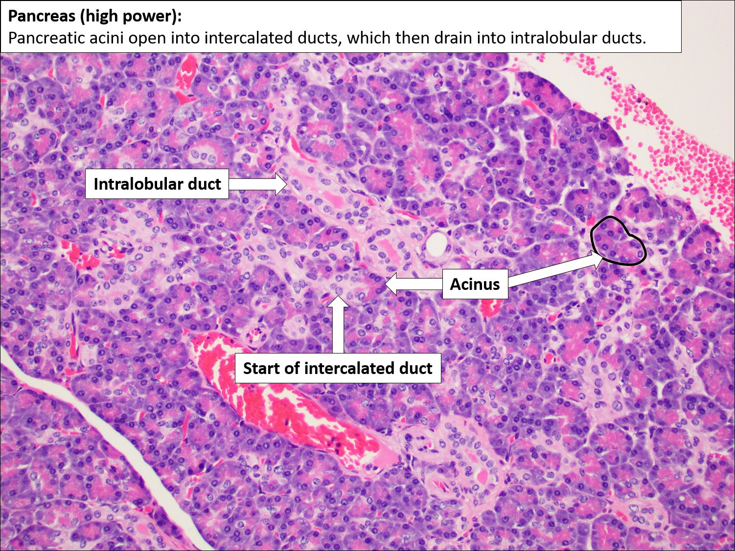 Pancreatic Duct Histology Pancreatic Duct Histology