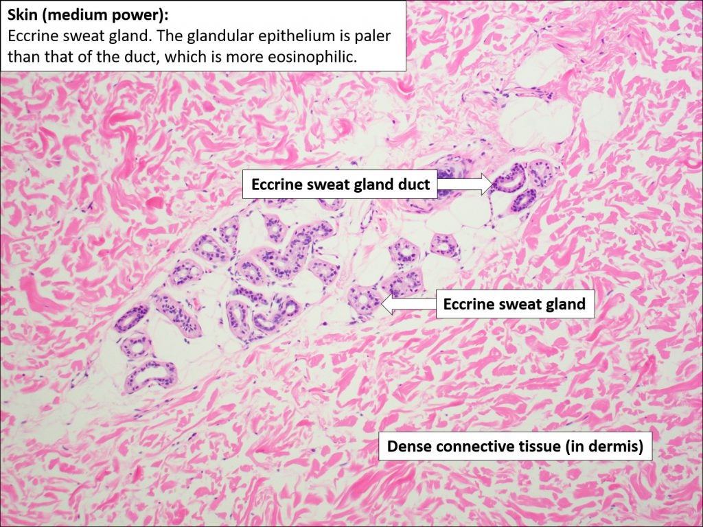 Skin – Normal Histology – NUS Pathweb :: NUS Pathweb