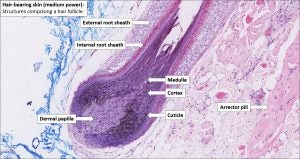 Skin – Normal Histology – NUS Pathweb :: NUS Pathweb