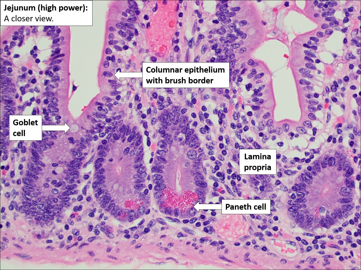 Small Intestine Histology Labeled Digestive Small Intestine Ileum Small Intestine Histology Labeled Digestive Small Intestine Ileum