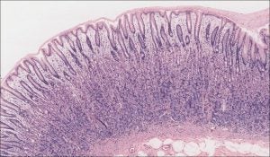 Stomach – Normal Histology – NUS Pathweb :: NUS Pathweb