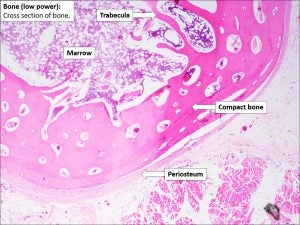 Bone – Normal Histology – NUS Pathweb :: NUS Pathweb