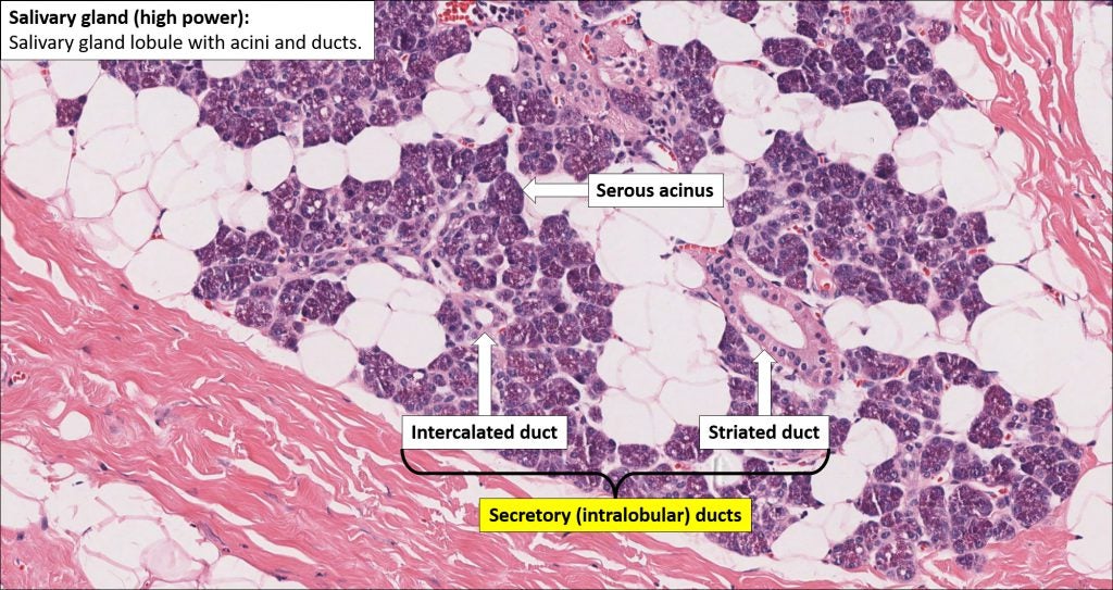 Salivary gland – Normal Histology – NUS Pathweb :: NUS Pathweb