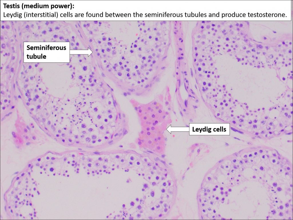 Testis and Epididymis – Normal Histology – NUS Pathweb :: NUS Pathweb