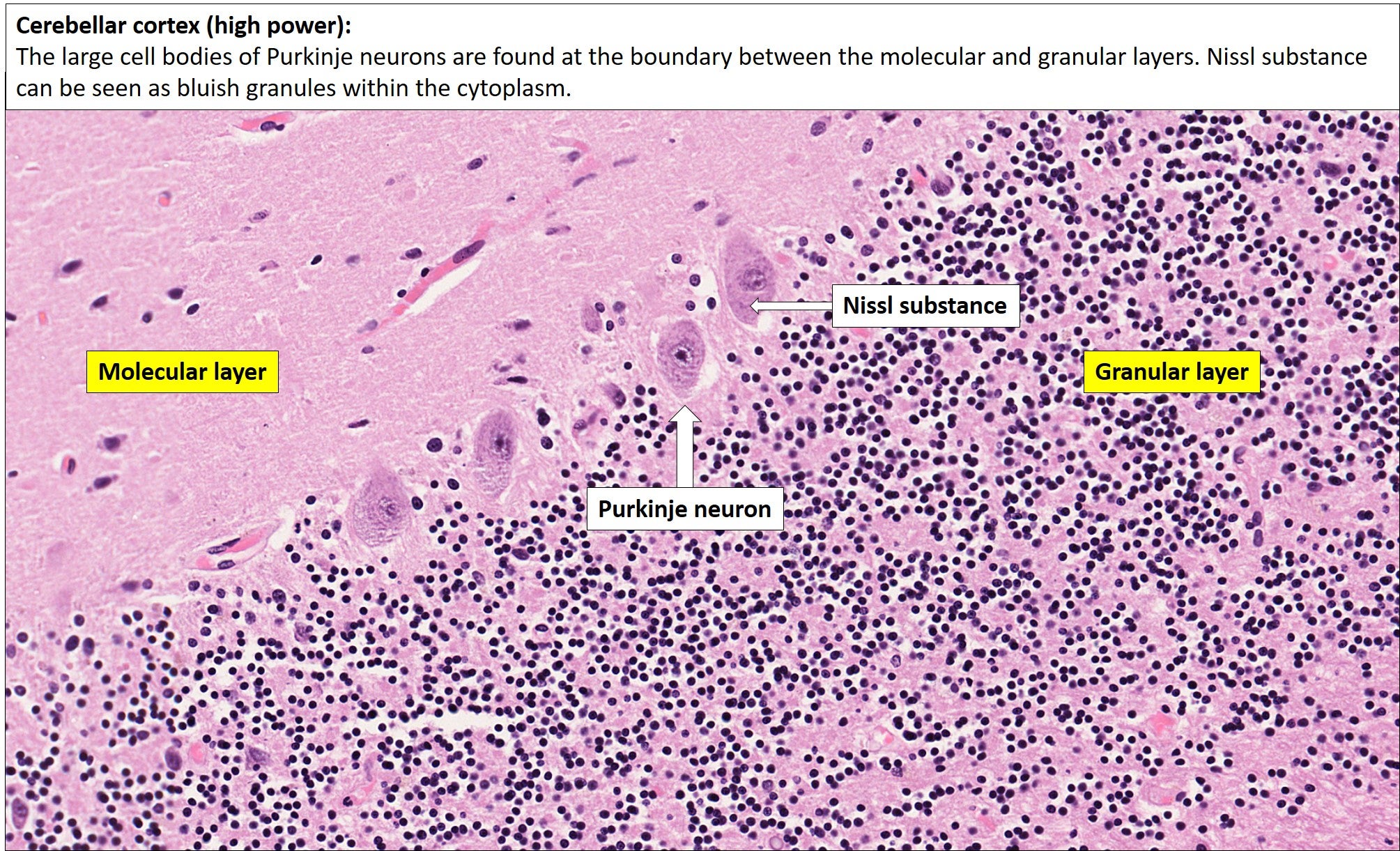 Cerebellum Histology Diagram