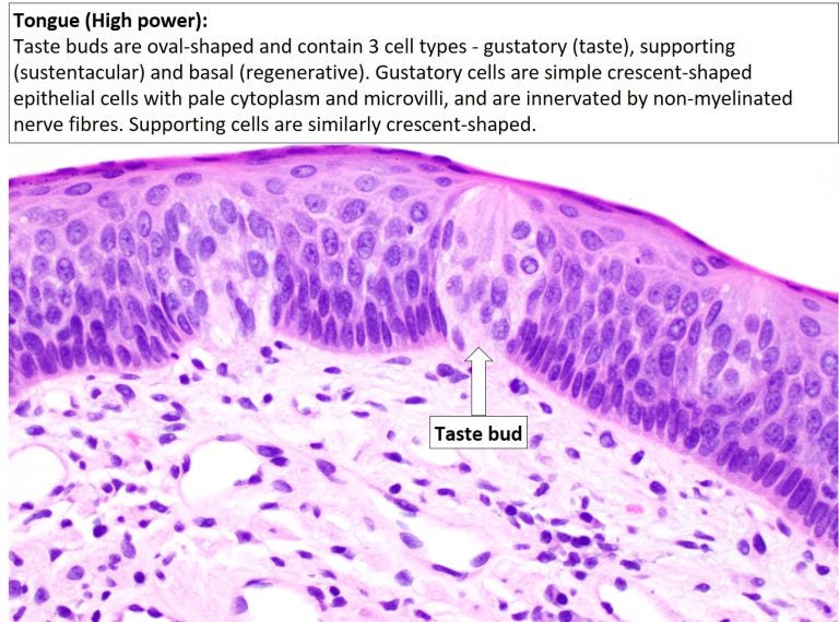 Tongue – Normal Histology – NUS Pathweb :: NUS Pathweb