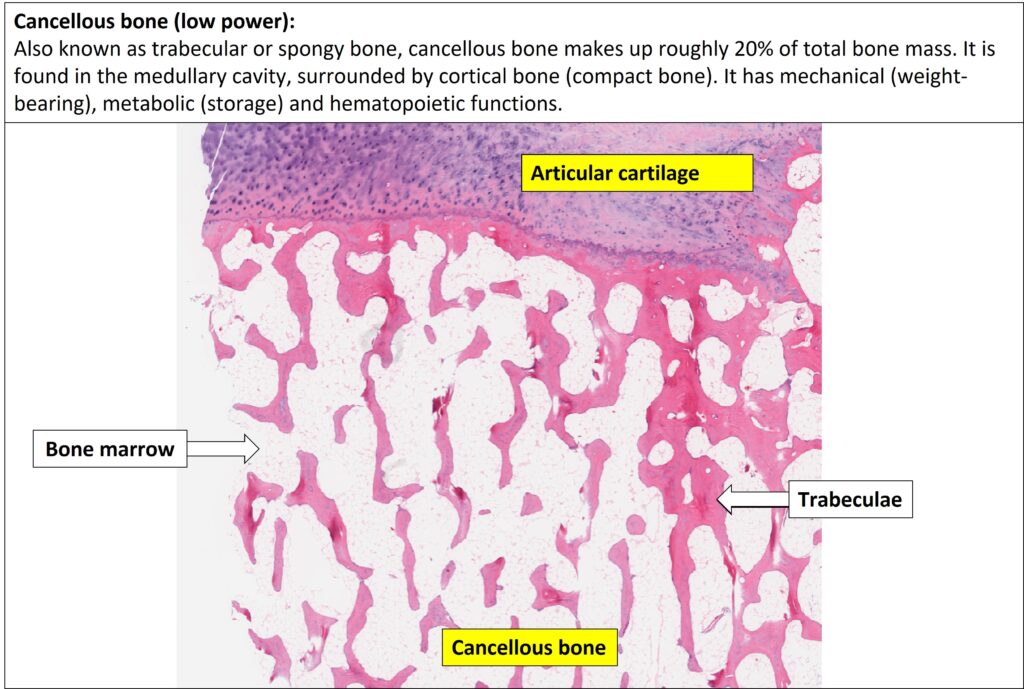 Bone – Normal Histology – NUS Pathweb :: NUS Pathweb