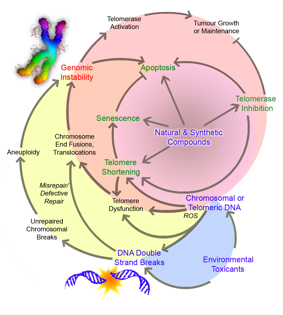 Genome Stability Laboratory - Useful Links