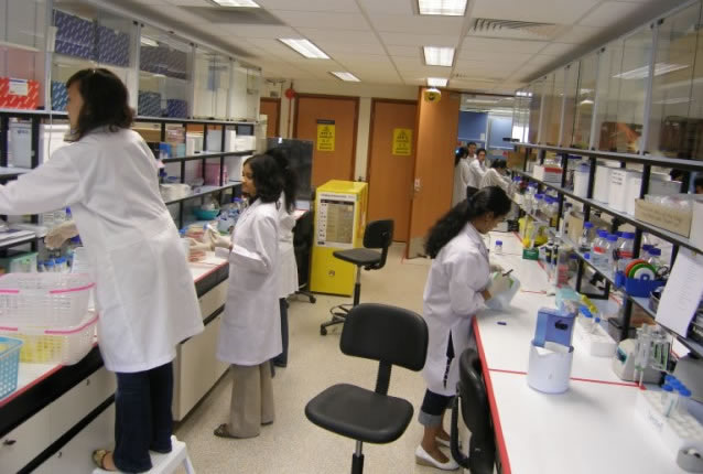 Genome Stability Laboratory - Activities