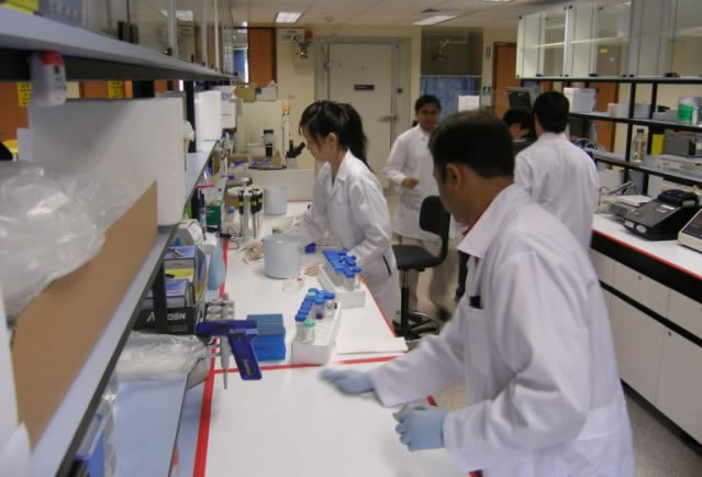 Genome Stability Laboratory - Activities