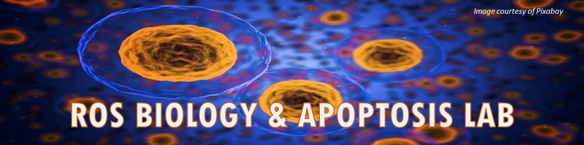 ROS Biology and Apoptosis Lab