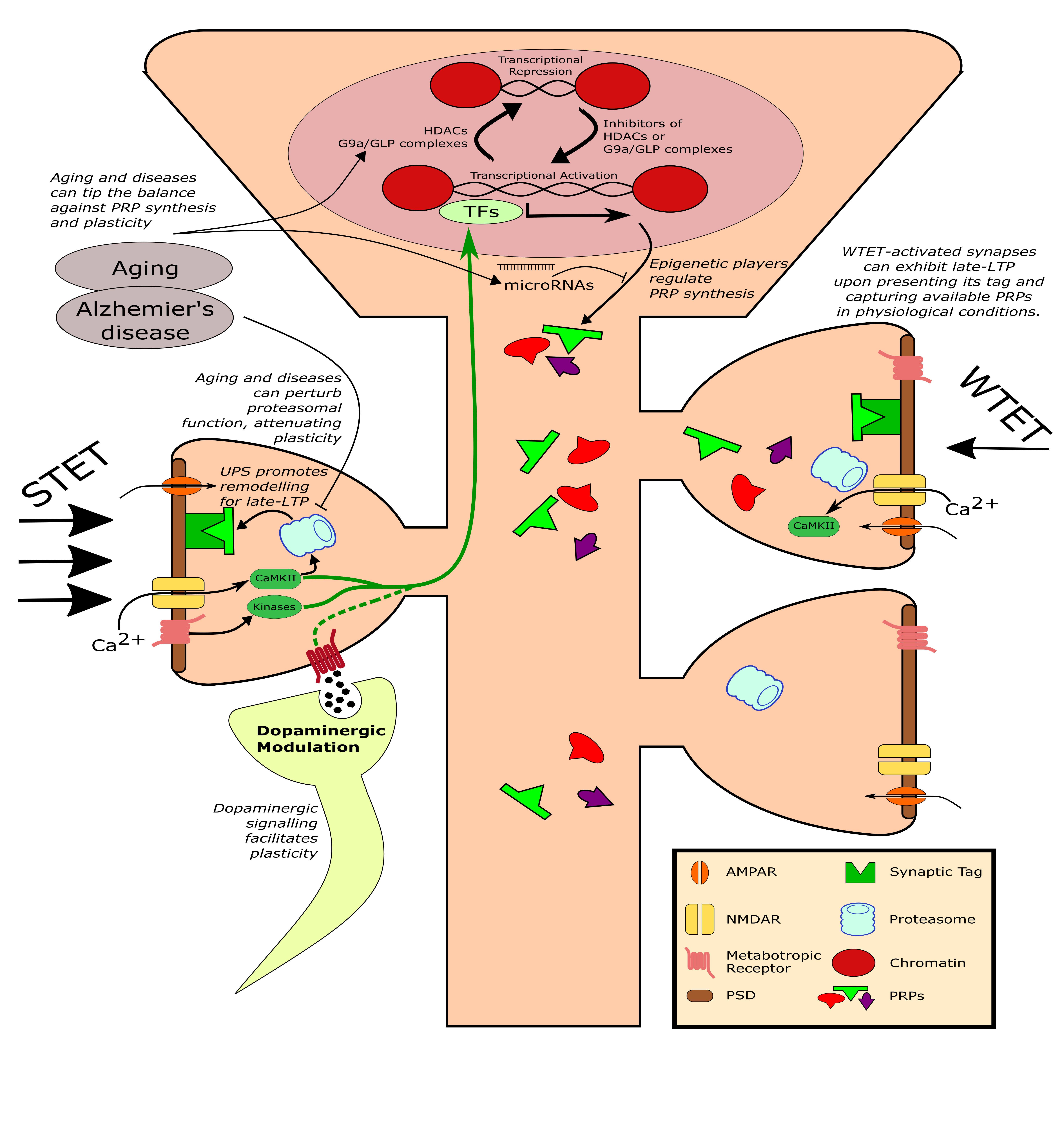 Synaptic Plasticity & Memory Lab - Research