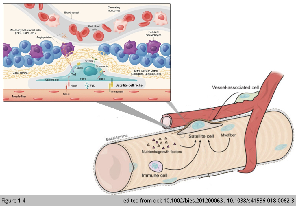 Home [medicine.nus.edu.sg]