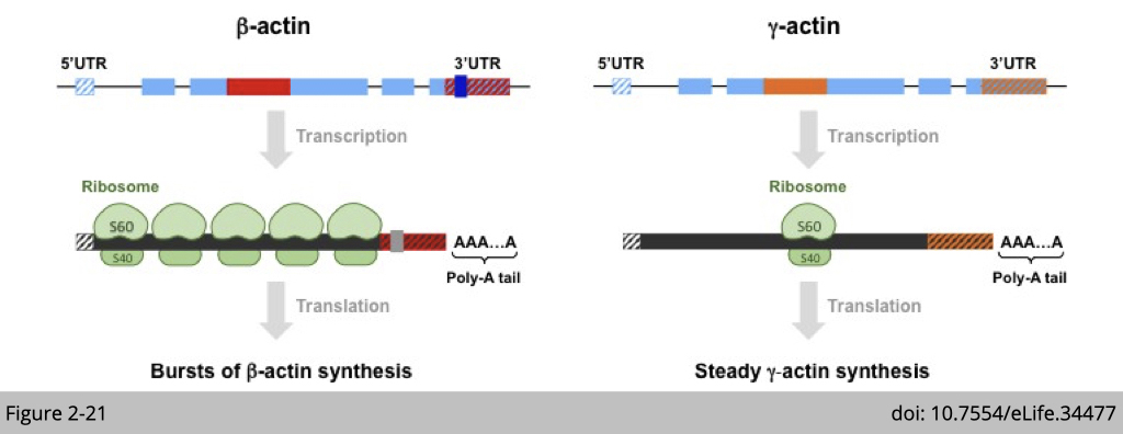 Home [medicine.nus.edu.sg]