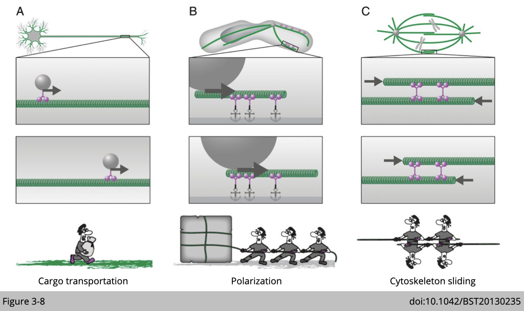Home [medicine.nus.edu.sg]