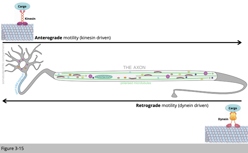 Home [medicine.nus.edu.sg]
