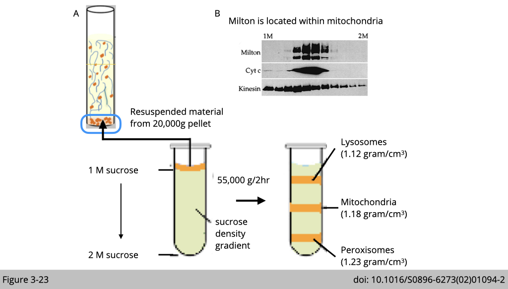 Home [medicine.nus.edu.sg]