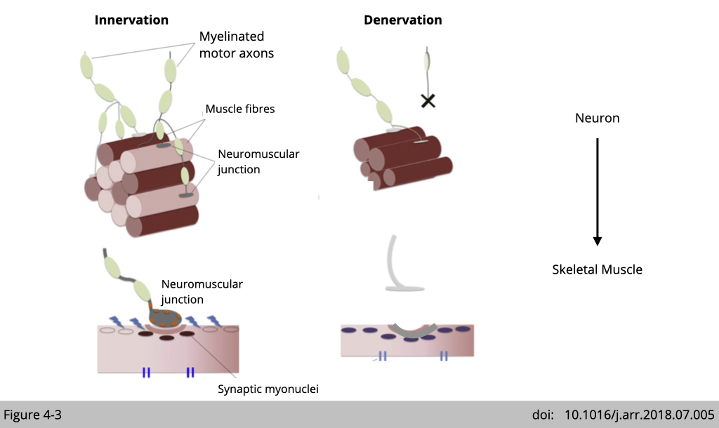 Home [medicine.nus.edu.sg]