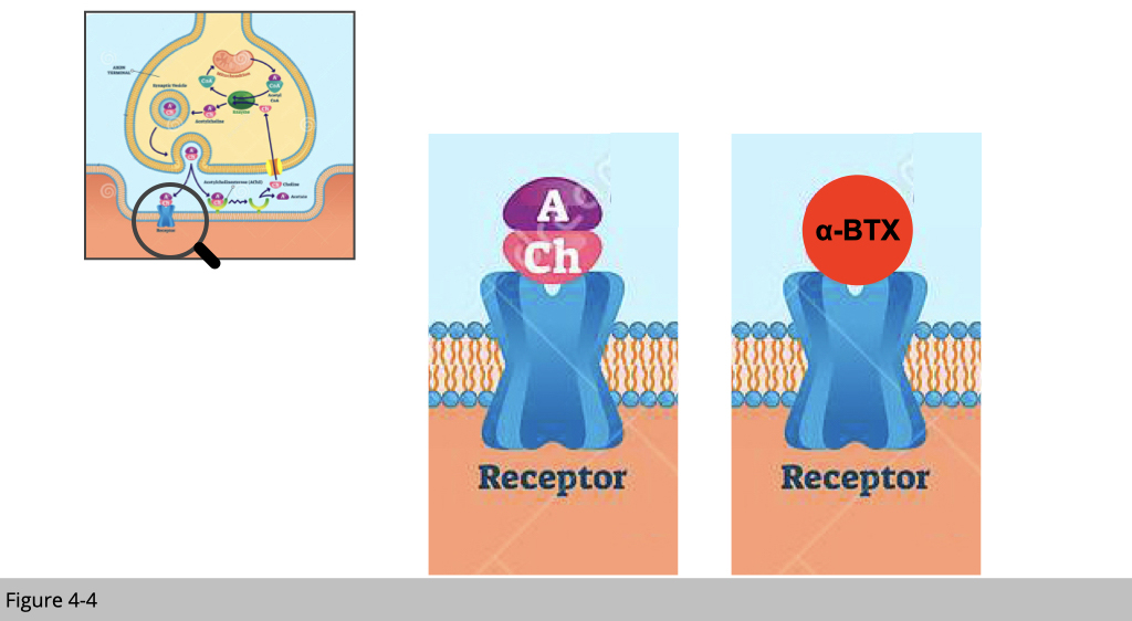 Home [medicine.nus.edu.sg]