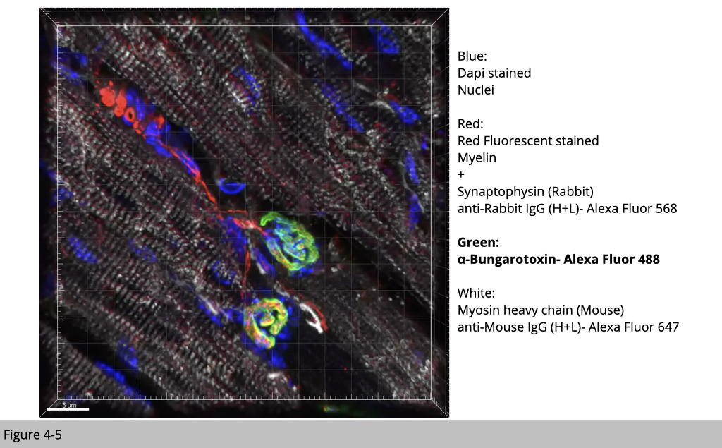 Home [medicine.nus.edu.sg]