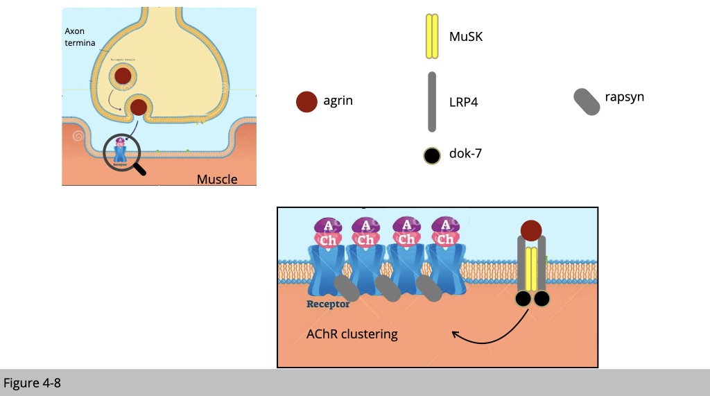 Home [medicine.nus.edu.sg]