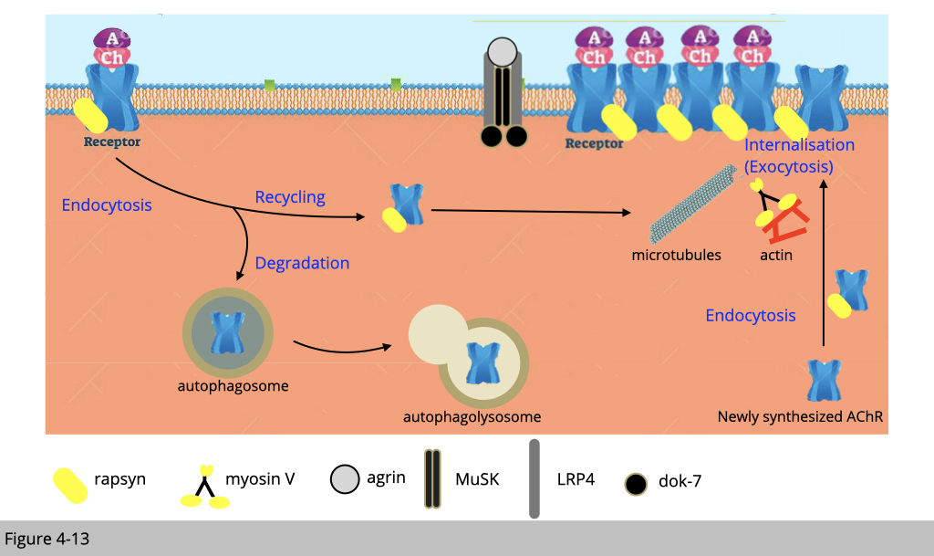 Home [medicine.nus.edu.sg]
